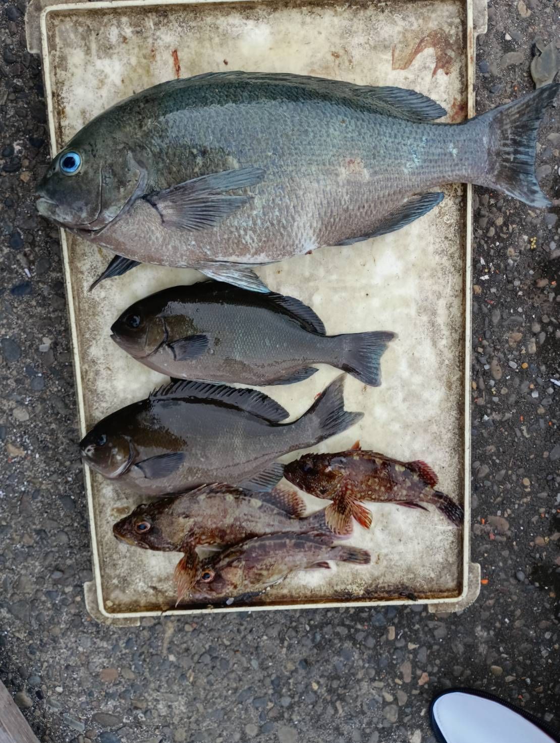 5月25日の釣果です！ – 勝三屋渡船