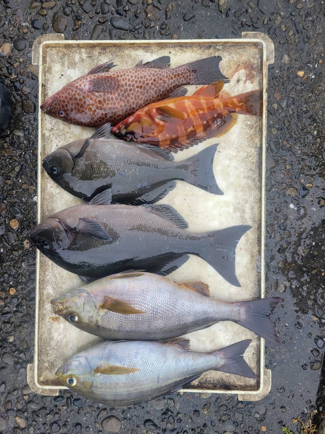 5月27日の釣果です！ – 勝三屋渡船