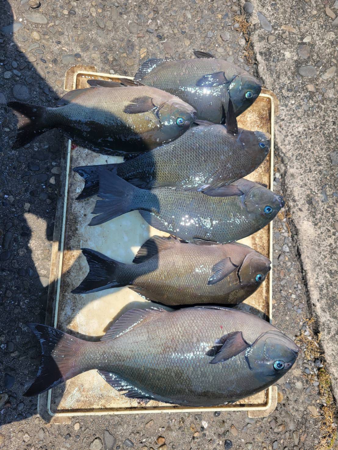 6月30日の釣果です！ – 勝三屋渡船