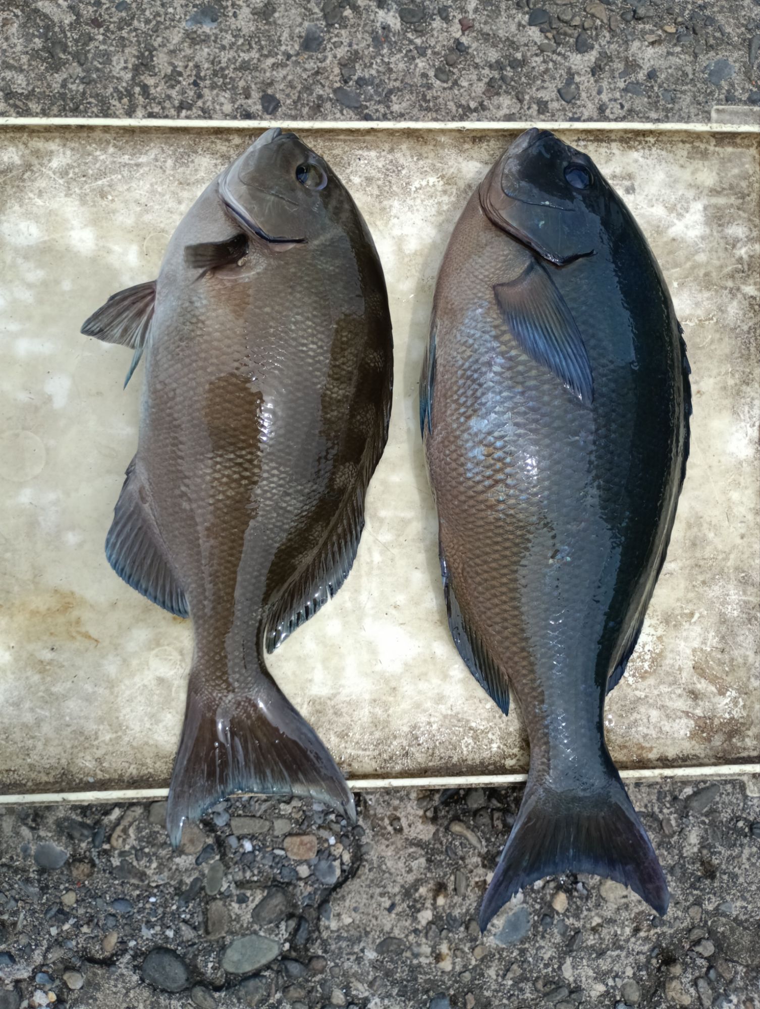 6月6日の釣果です！ – 勝三屋渡船