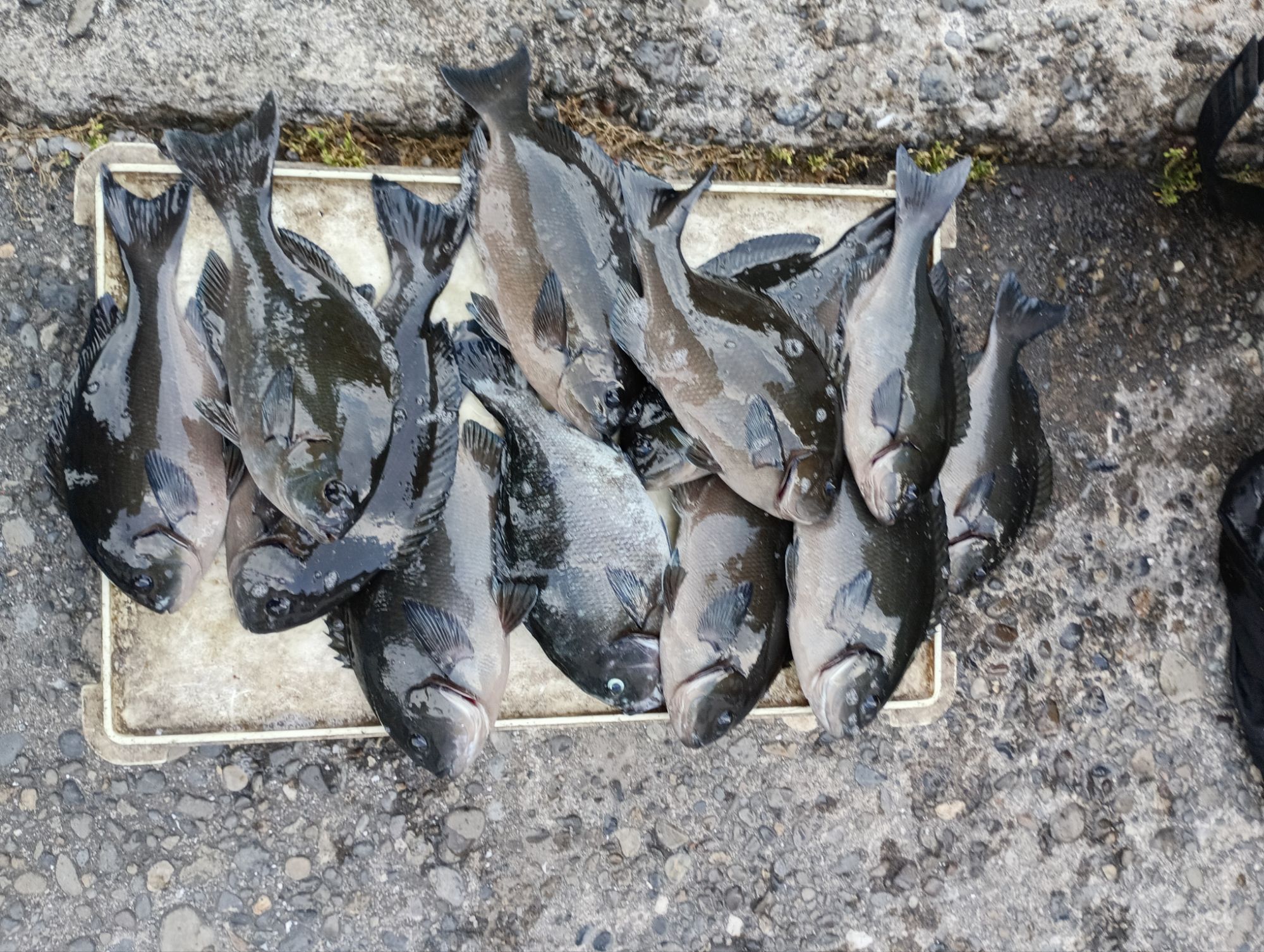 6月12日の釣果です！ – 勝三屋渡船