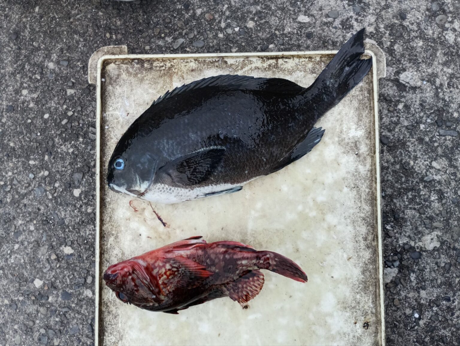 6月13日の釣果です！ – 勝三屋渡船