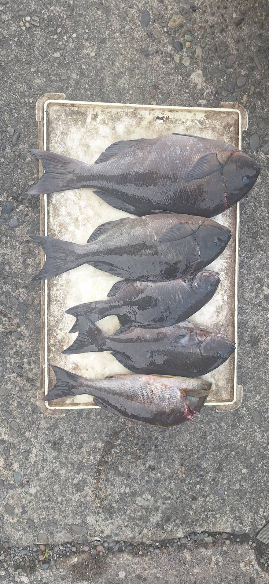 7月2日の釣果です！ – 勝三屋渡船