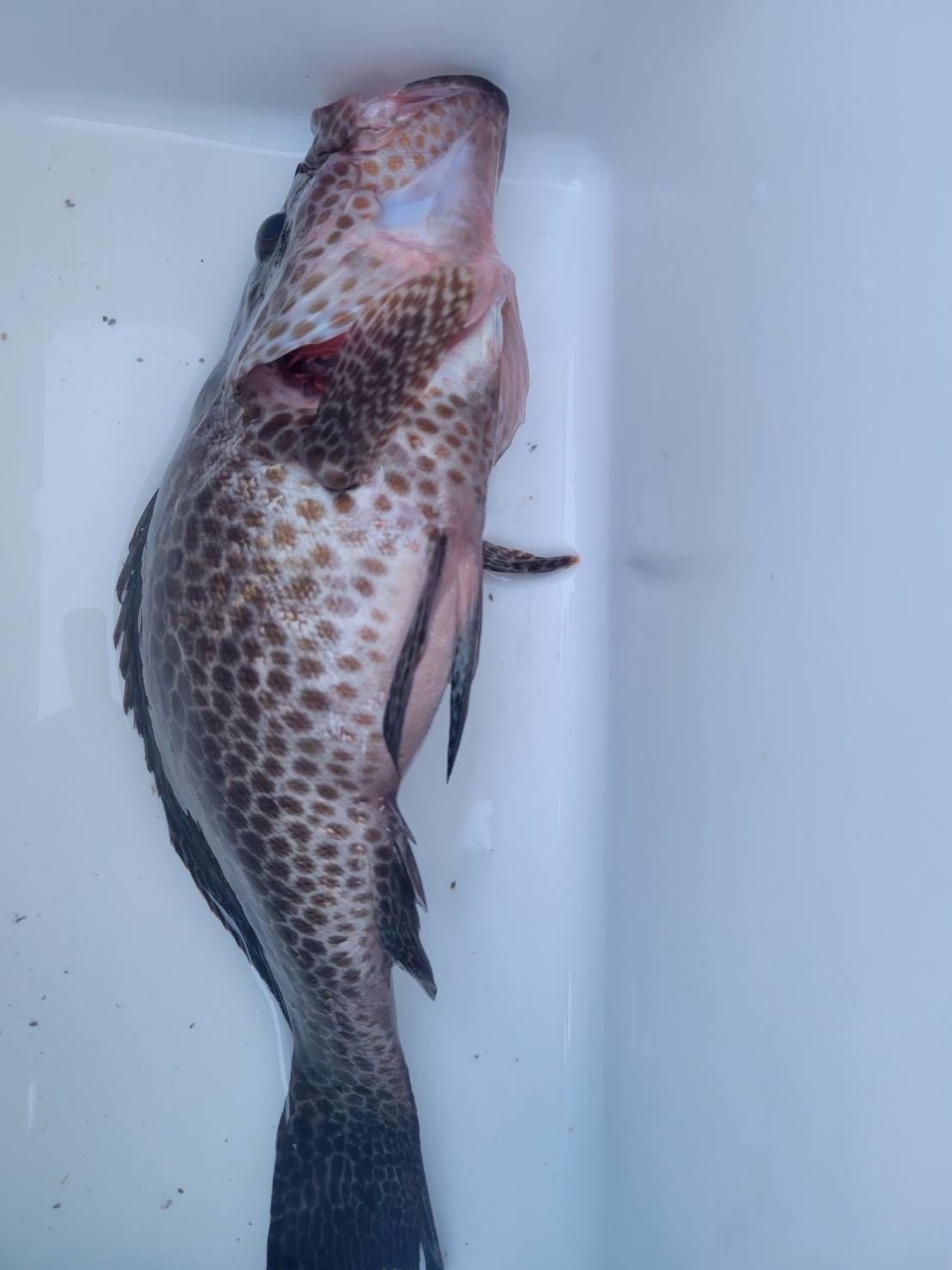 7月26日の釣果です – 勝三屋渡船