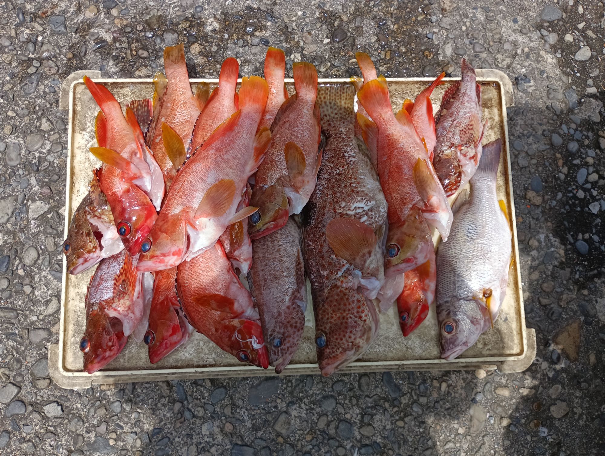 7月13日の釣果です！ – 勝三屋渡船