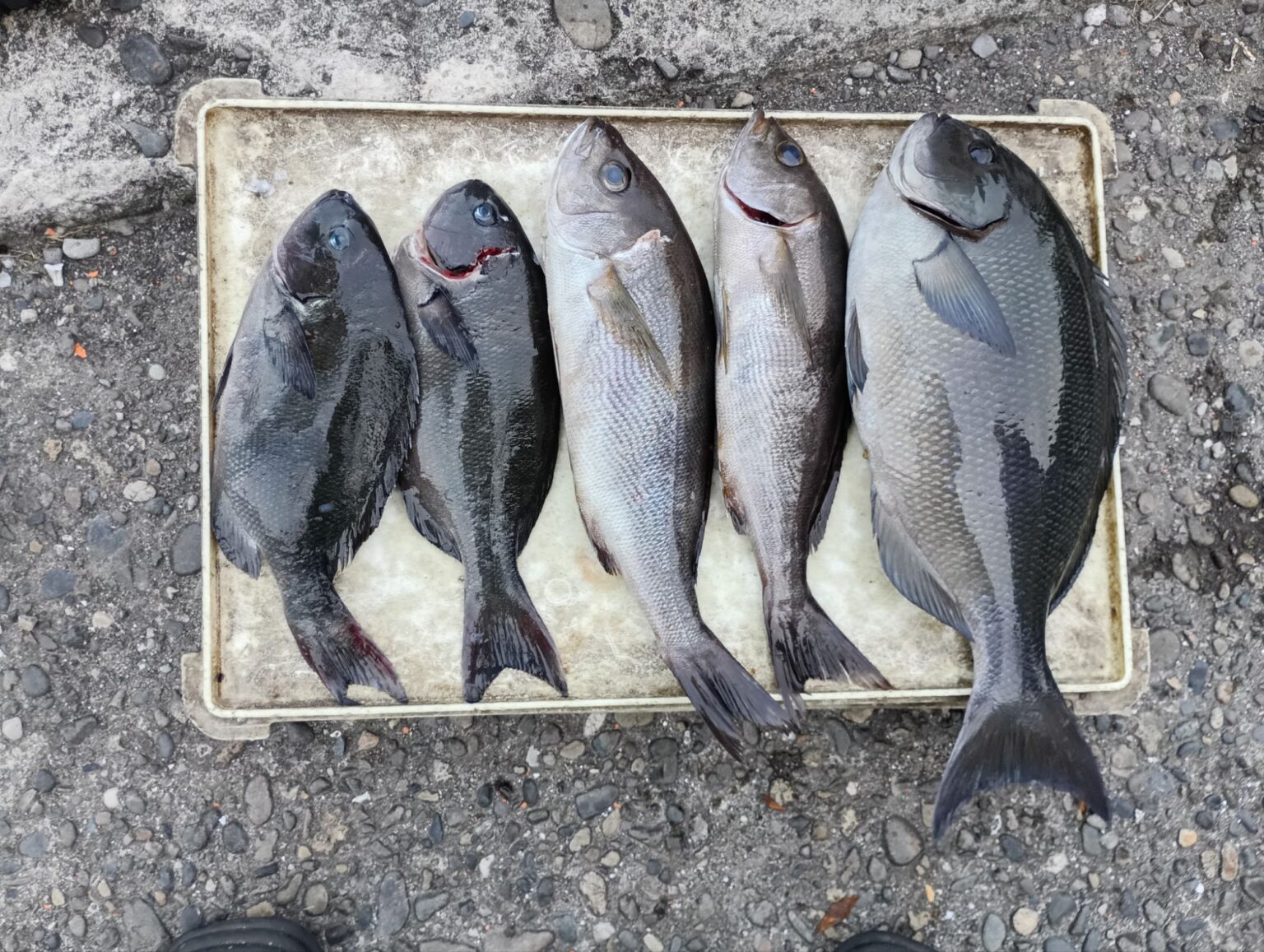 8月14日の釣果です！ – 勝三屋渡船