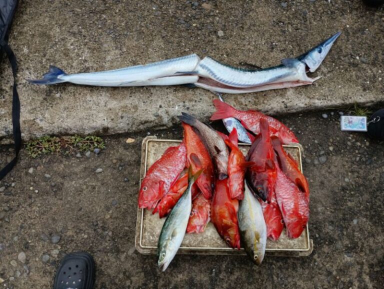 9月28日の釣果です！ – 勝三屋渡船